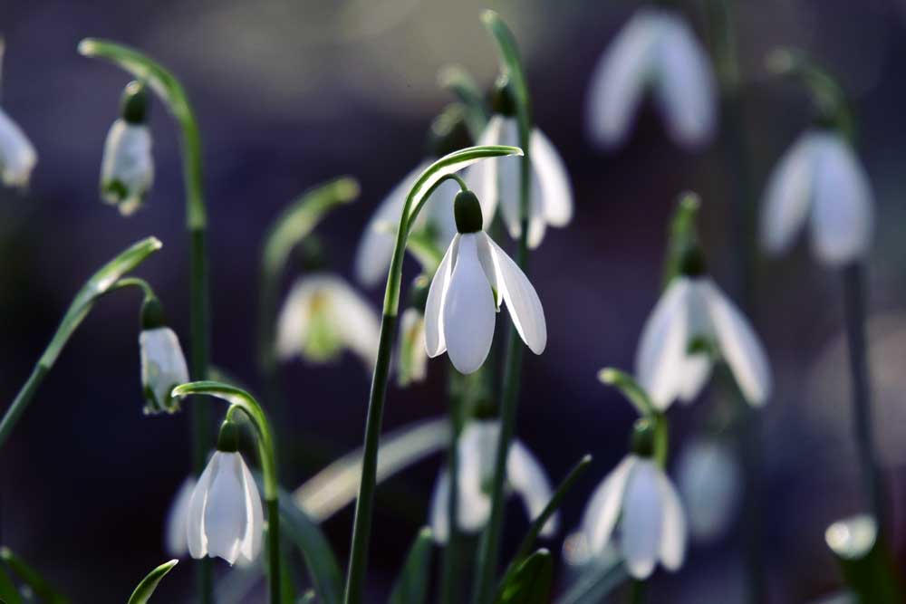 Some Helpful Tips for Planting Snowdrops | Rhino Greenhouses US
