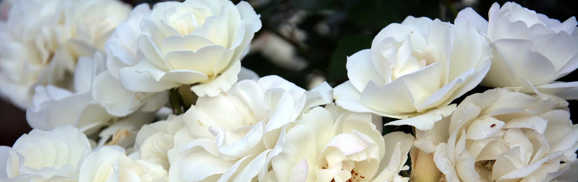 How to Protect Roses from Rain Damage US | Rhino Greenhouses US
